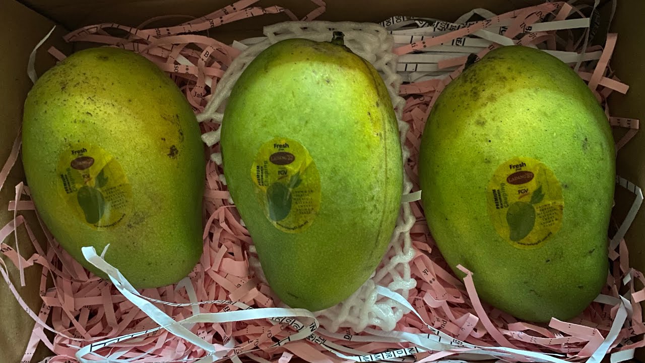 Harumanis Premium Mango 🥭 Perlis Malaysia 🇲🇾 芒果中的猫山王 🥭马来西亚🇲🇾玻璃市特产 香甜芒🥭 ...