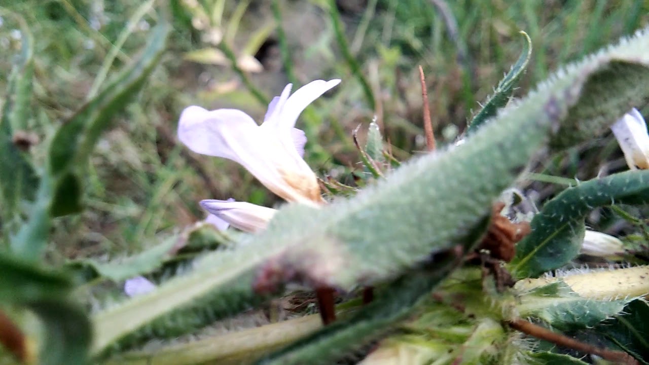 Neer mulli Tamil herb improves sex respiration. - YouTube