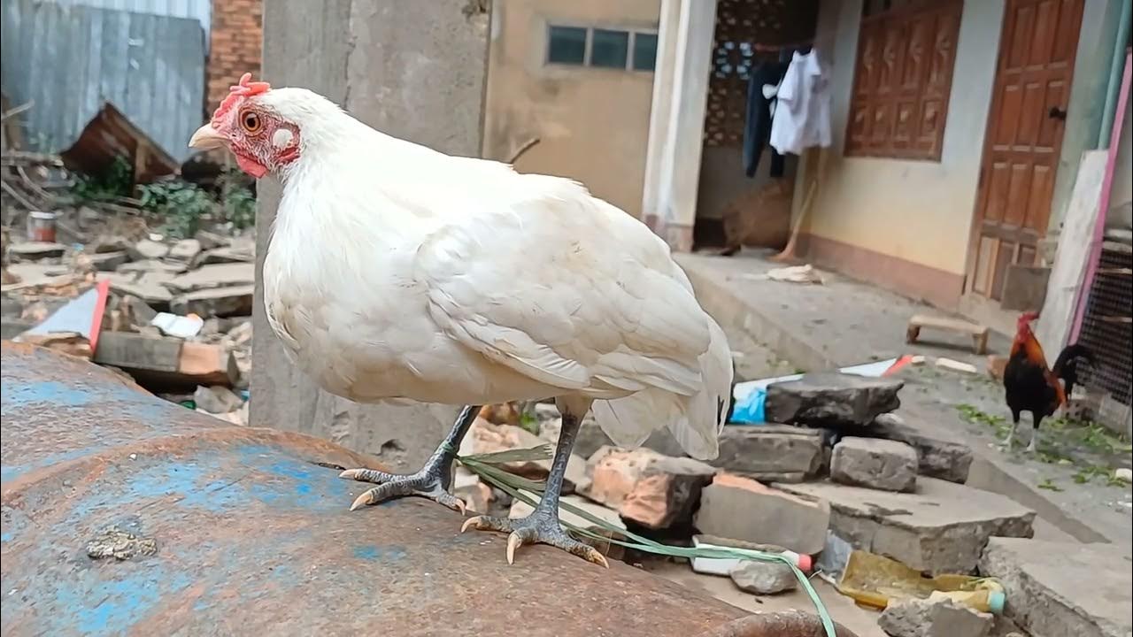 saib me nyuam qaib dib ua ke nawb cov phooj ywg 22/5/2024 - YouTube