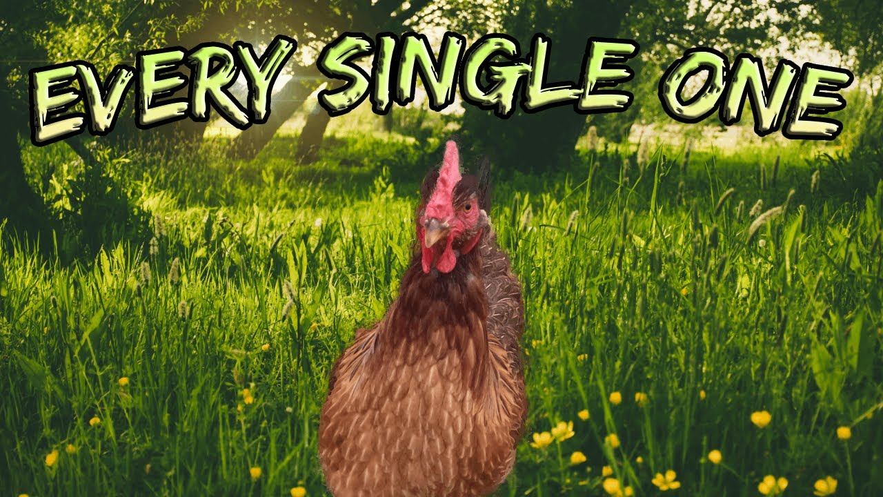 I'm Reviewing EVERY Chicken Breed EVER... - YouTube