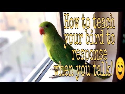 HOW TO TEACH YOUR PARROT TO TALK | PARROT TRAINING - YouTube