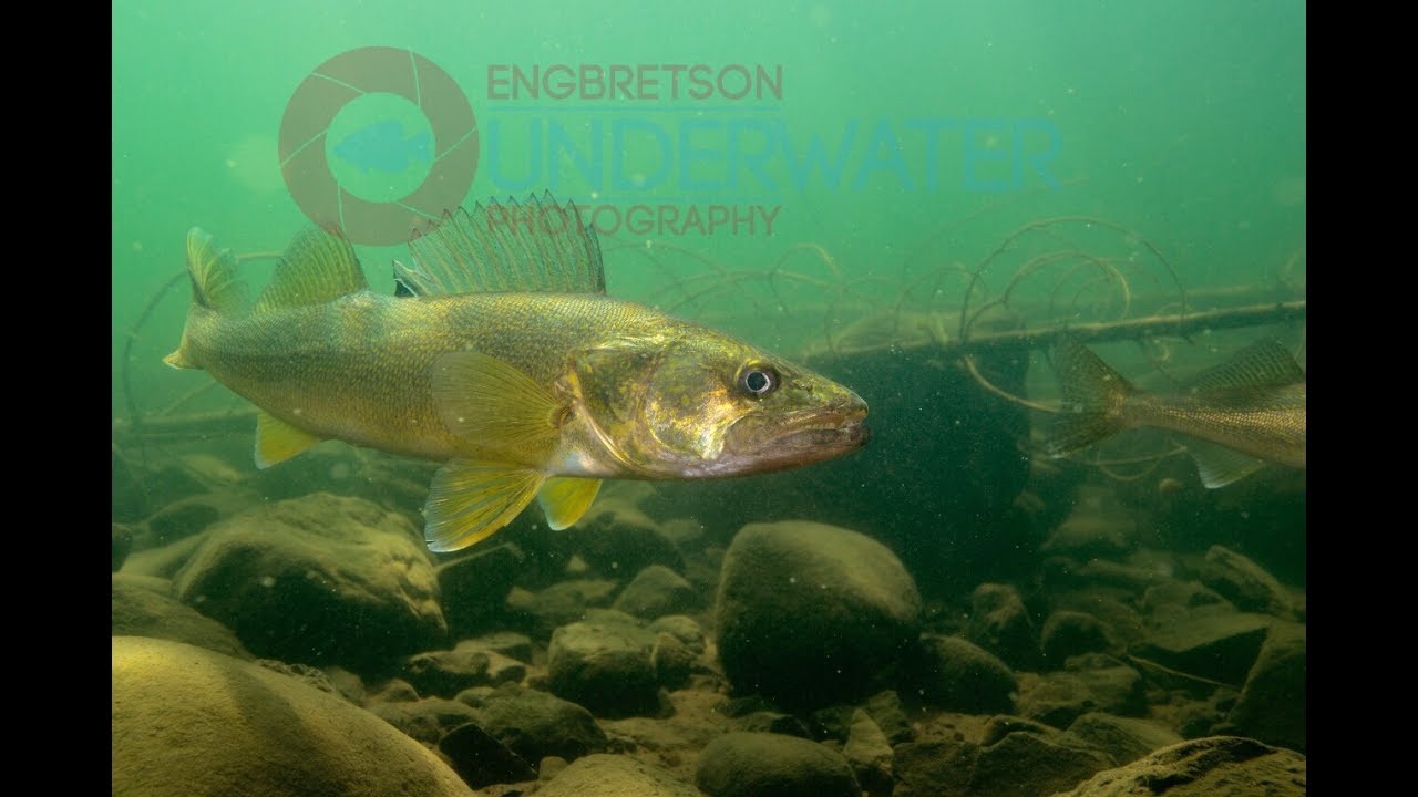 The Wonderful World of Walleyes: Underwater Video - YouTube