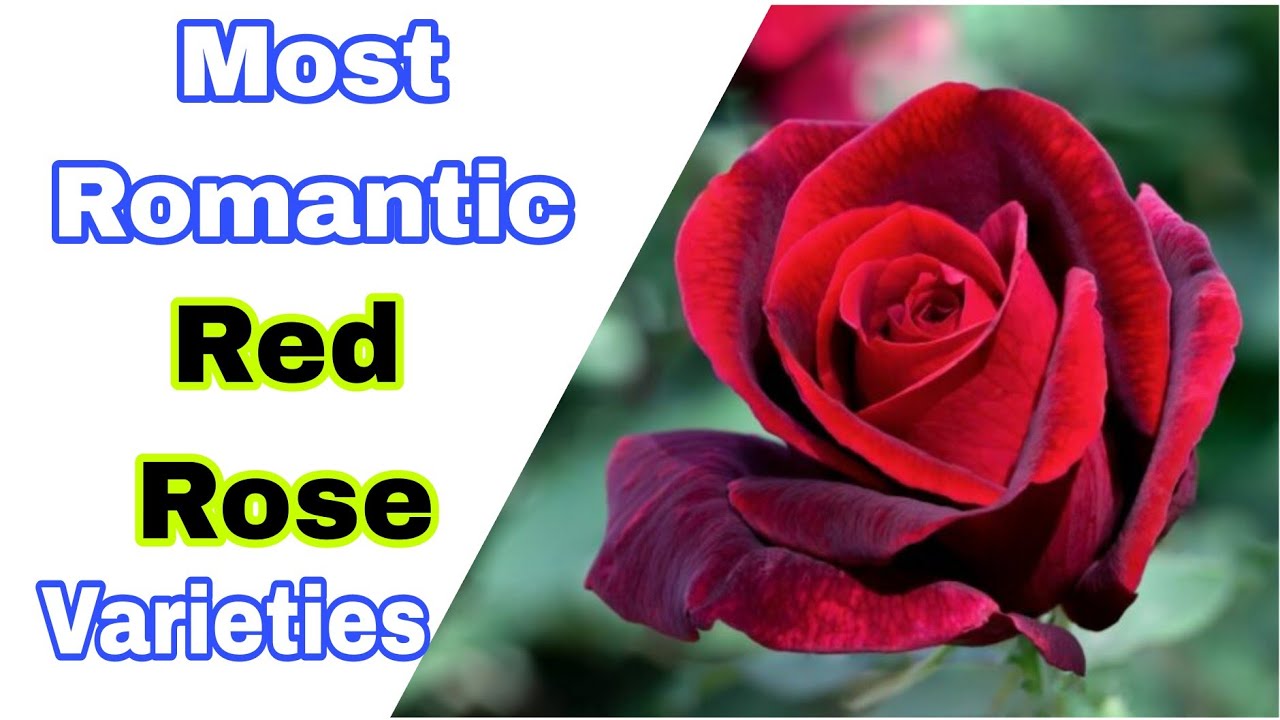 15 Most Beautiful Romantic Rose Variety - YouTube