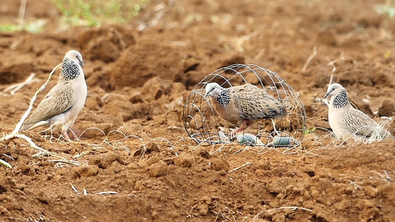 How To Wild Catch Dove Using Good Dove And Underground Trap - YouTube
