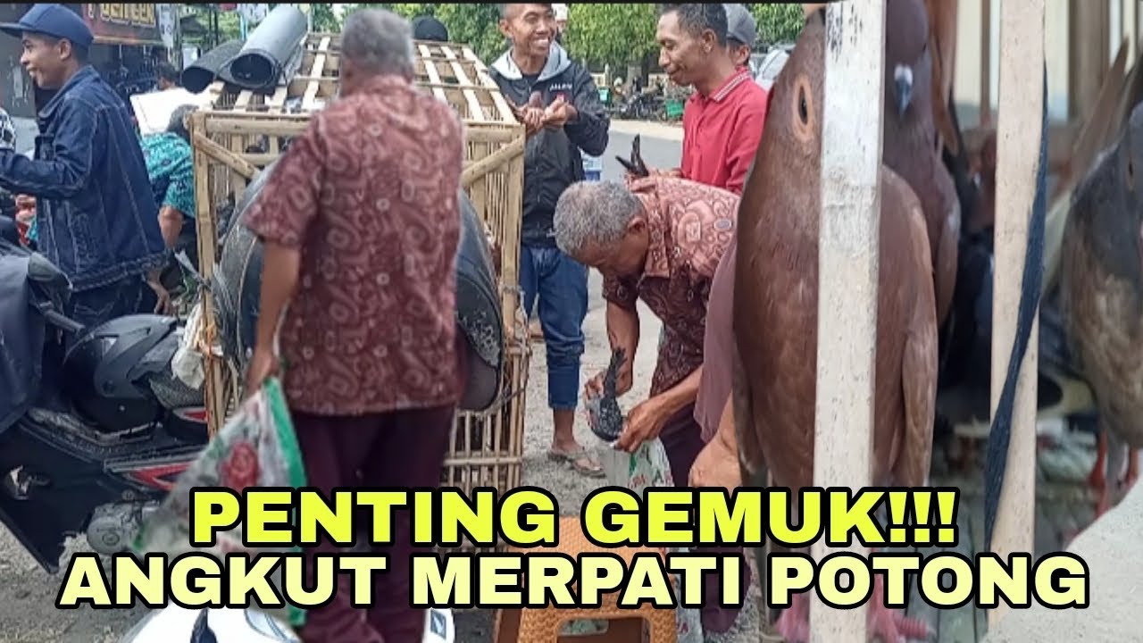SAMPE KURANG STOK PENTING GEMUK ANGKUT MERPATI POTONG - YouTube