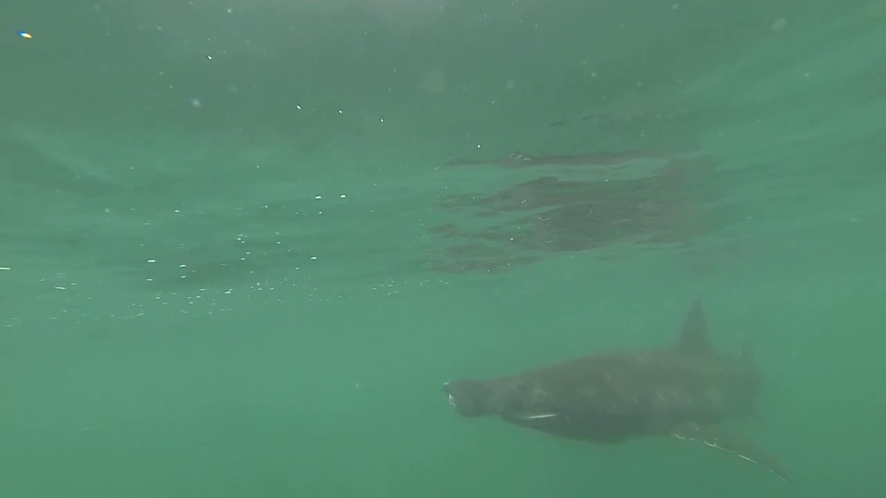 Basking shark off the Great Blasket Island - YouTube