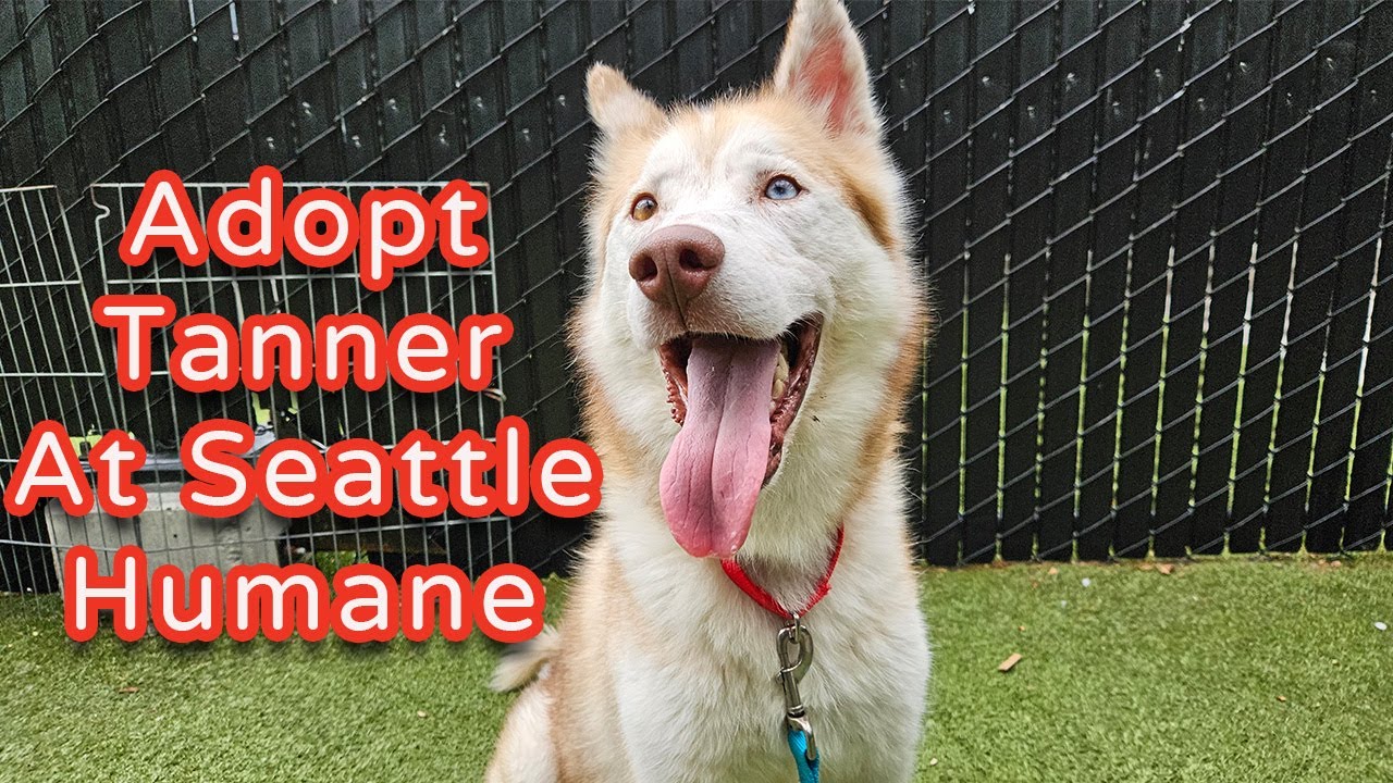 Adopt Tanner At Seattle Humane - YouTube