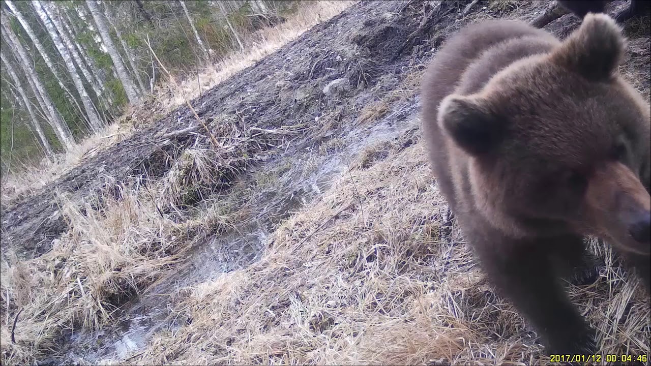 Canis lupus,Ursus arctos, Vulpes vulpes, Alutaguse Estonia 03/04.2020 ...