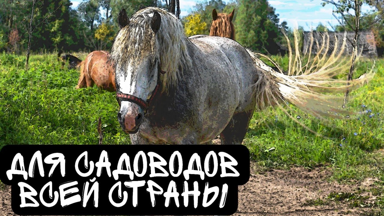КОНСКИЙ НАВОЗ. ЖИДКИЙ КОНЦЕНТРАТ - YouTube