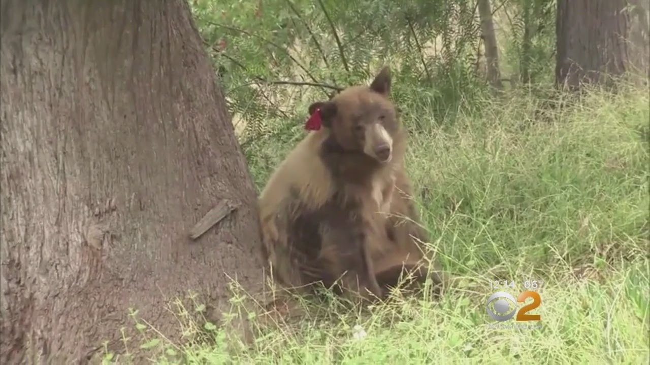 Dog Chases Bear In Los Angeles - YouTube