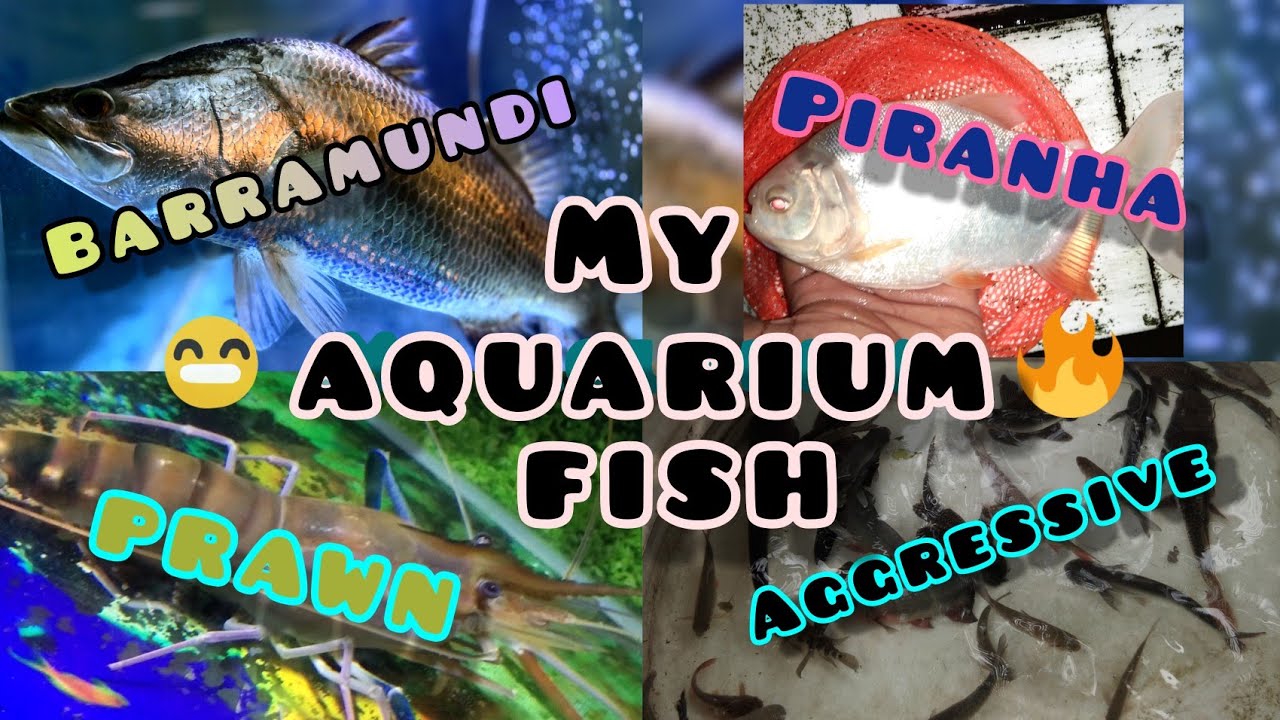 MY AQUARIUM FISH I KEEP IN GOA/INDIA ( barramundi ,giant freshwater ...