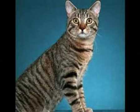 Mixed Breed Cat - The Moggie - YouTube