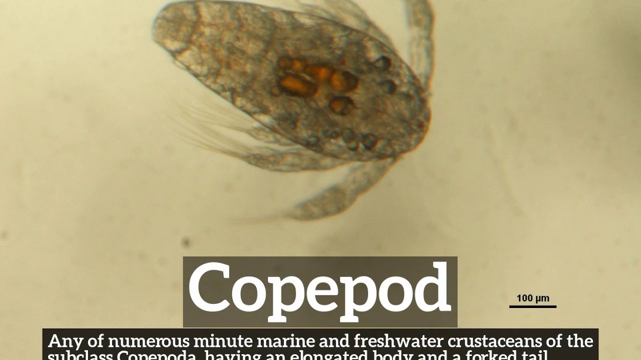 What is Copepod? | How to Say Copepod in English? | How Does Copepod ...