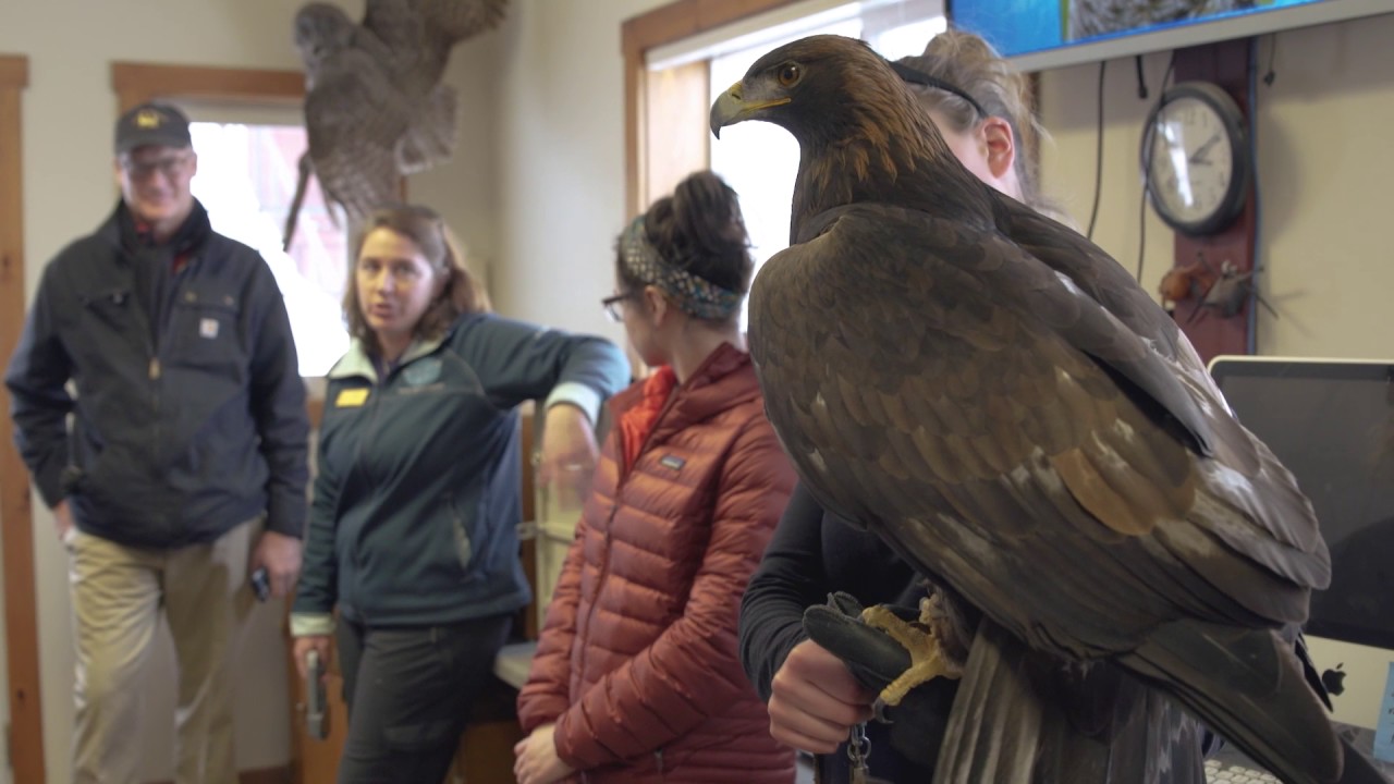 Raptor Rescue Network - YouTube