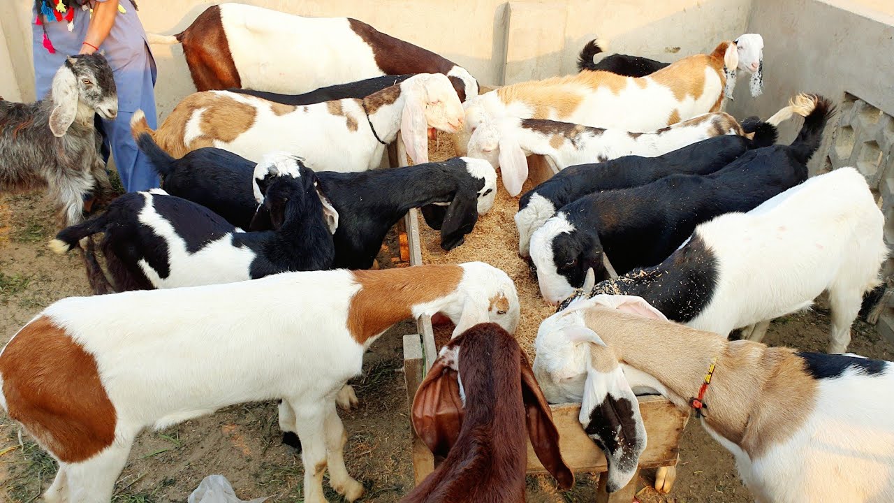 Bakre ki khurak Gundam Khal turey chokar ablak Bakre ہر نسل کے جانور ...