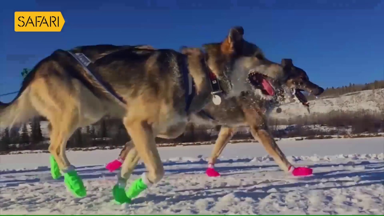 AROUND THE WORLD IN 30 MINUTES PROMO | Safari TV - YouTube