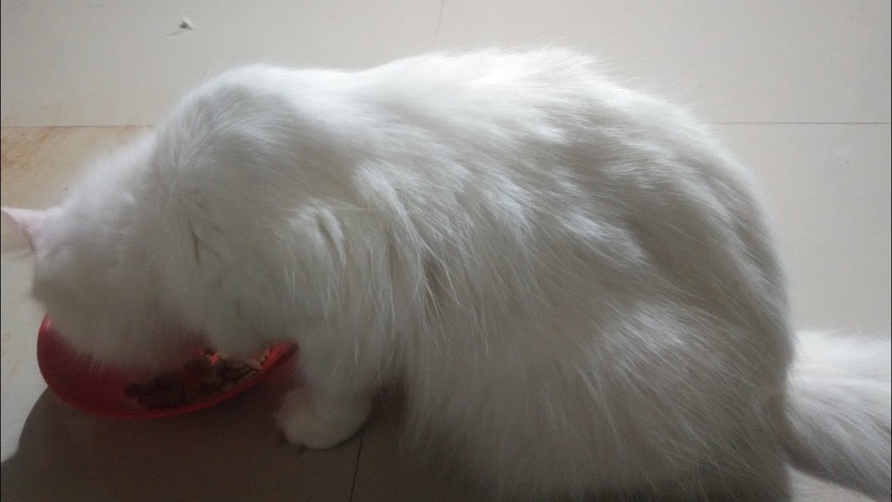 cat breeding information | cat mating video | cat videos | animals ...