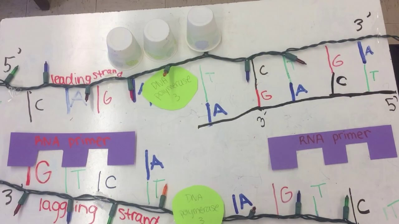 DNA REPLICATION STOP MOTION PROJECT - YouTube