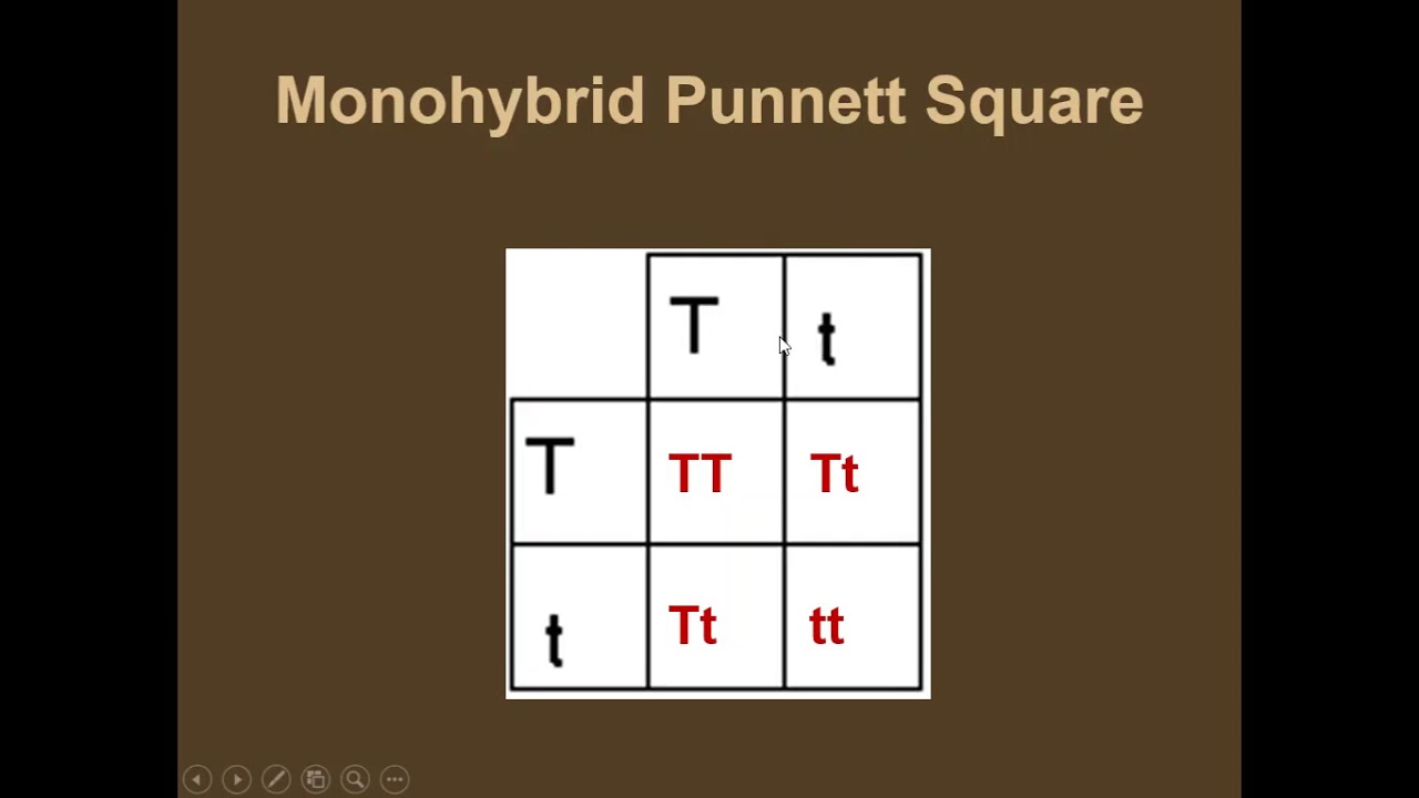 PPT Monohybrid Punnett Squares - YouTube