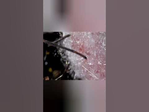 Личинки серийные убийцы! - YouTube