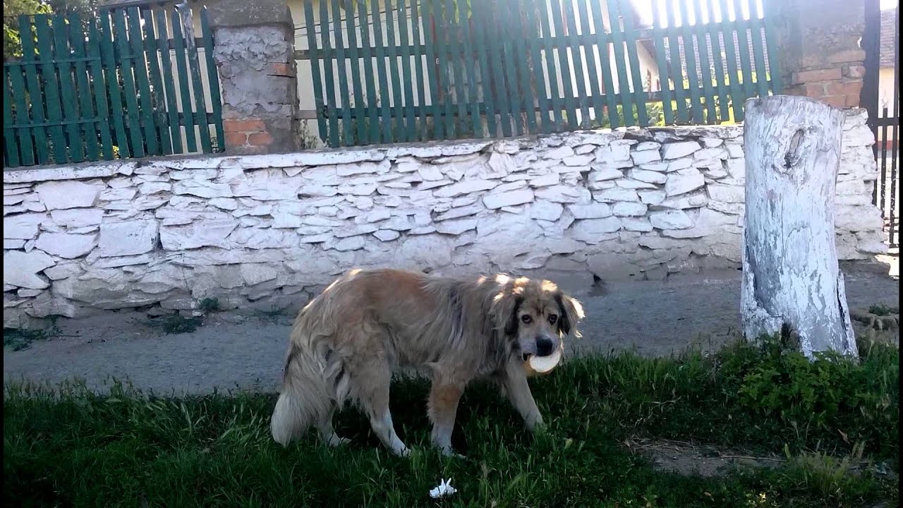 A stray dog alone and angry - YouTube