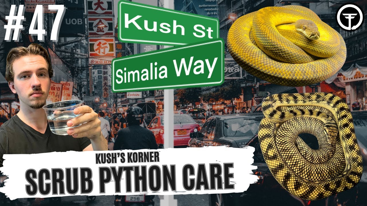 DEEP DIVE INTO SCRUB PYTHON CARE | KUSH'S KORNER SOLO EPISODE LIVE - YouTube