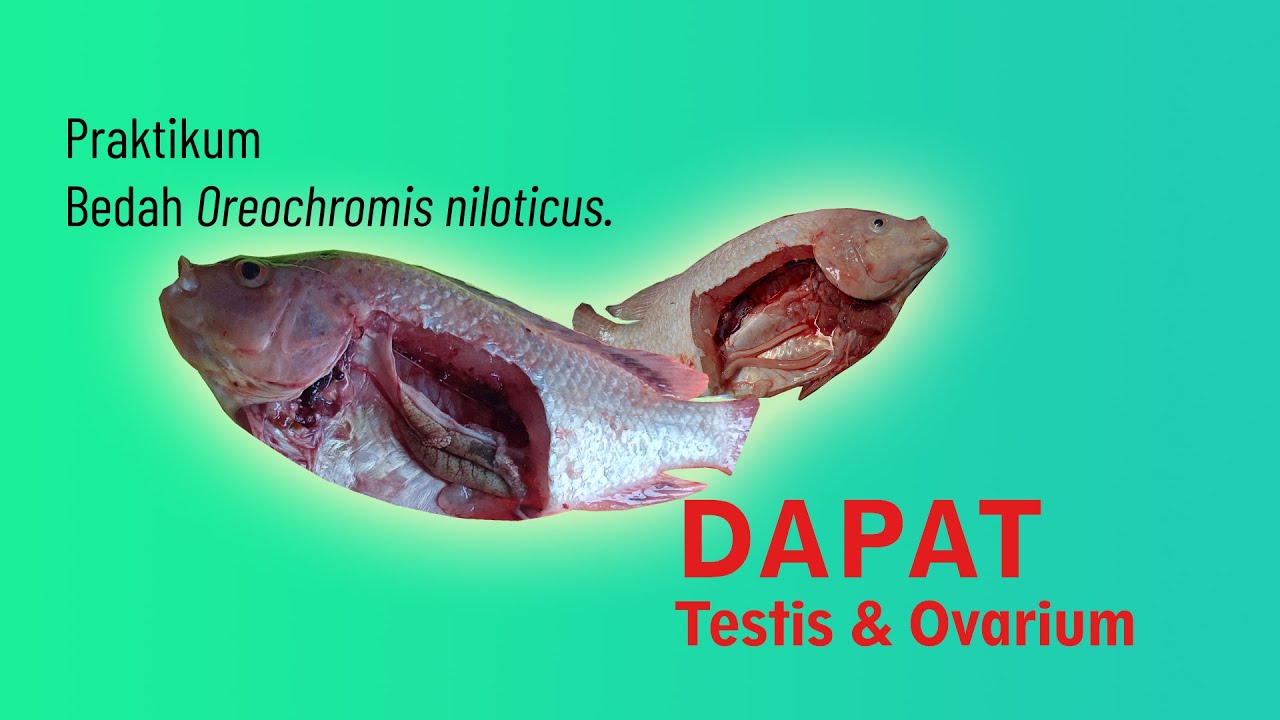 Praktikum Sistem Reproduksi Ikan Nila_Bayu Rahmat Riyadi_Reguler A ...