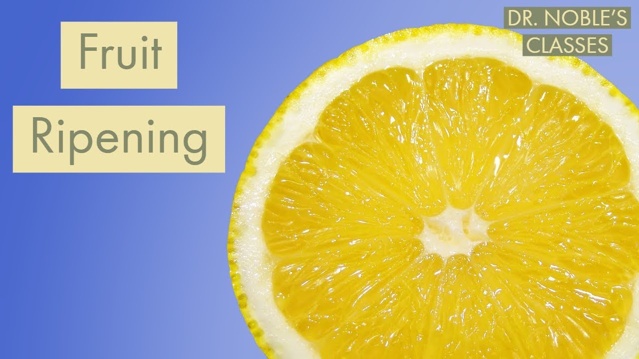 Fruit Ripening in Climacteric and Non Climacteric Fruits - YouTube
