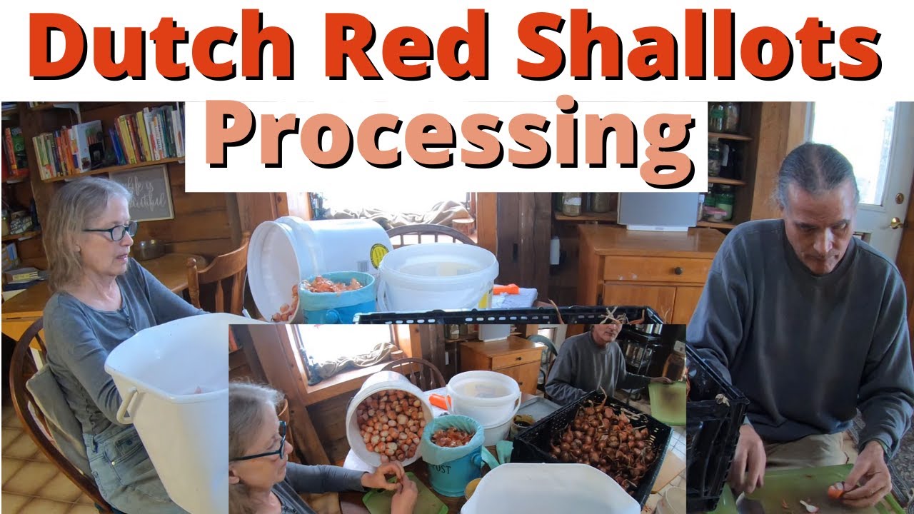 Processing Dutch Red Shallots - YouTube
