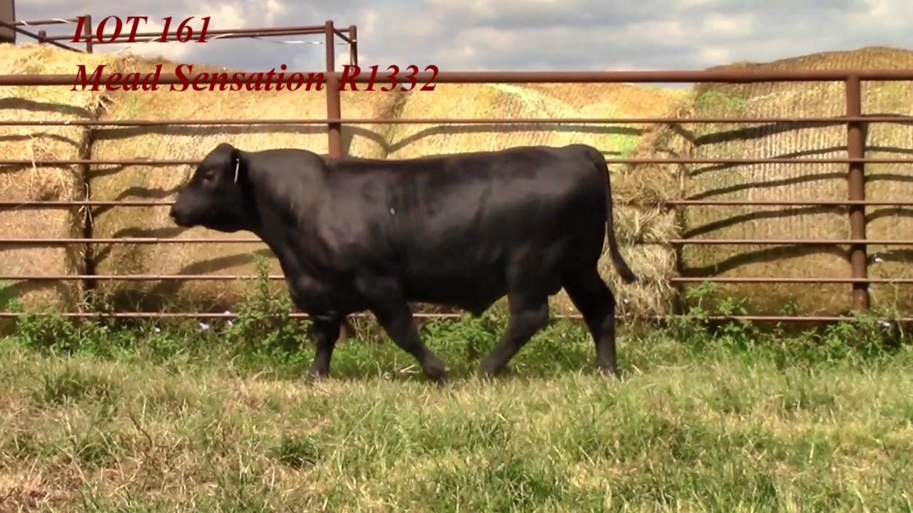 Mead Angus Lot 161 - YouTube
