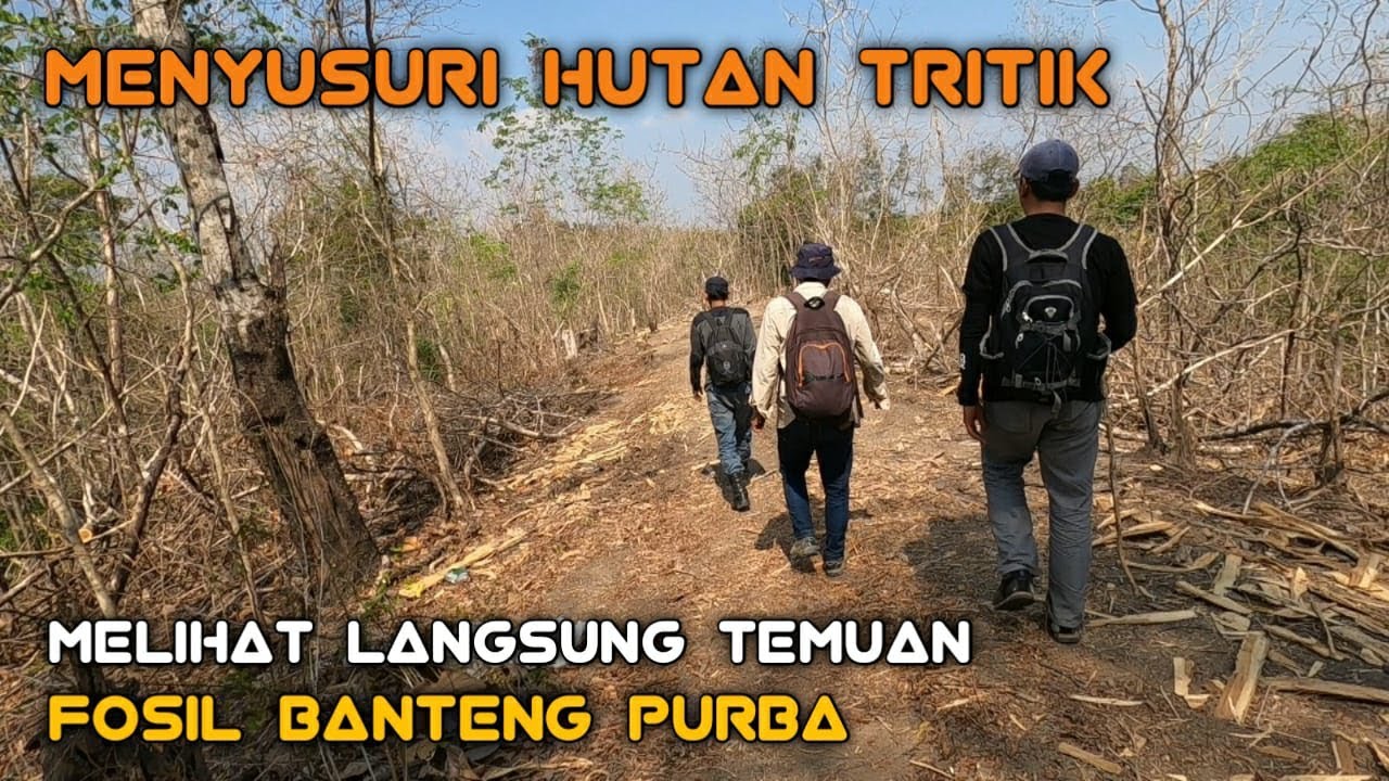 Menyusuri Hutan Tritik, Melihat Penemuan Fosil Banteng Purba Di Tengah ...