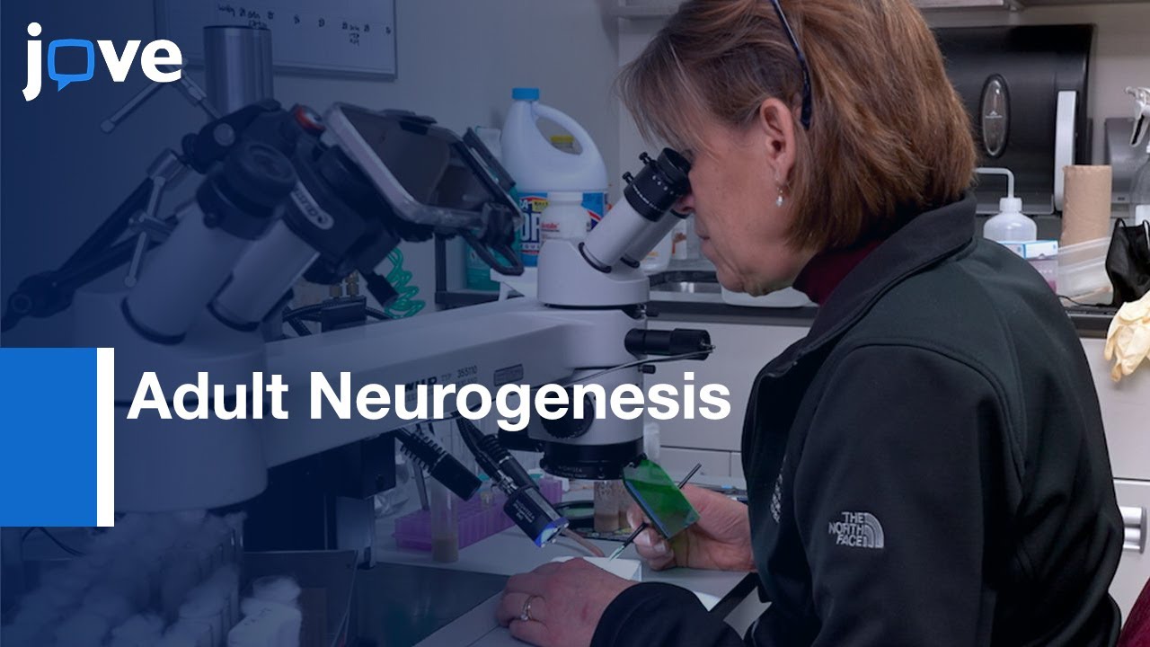 Adult Neurogenesis in Central Brain Analysis | Protocol Preview - YouTube