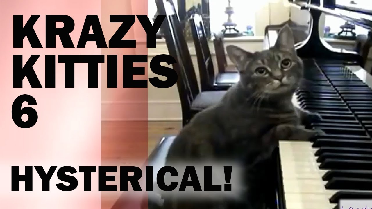 KRAZY KITTIES 6 - YouTube