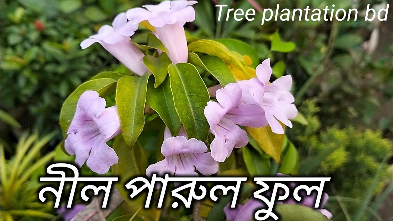 নীল পারুল ফুল | Nill Parul flower | Tree plantation bd - YouTube