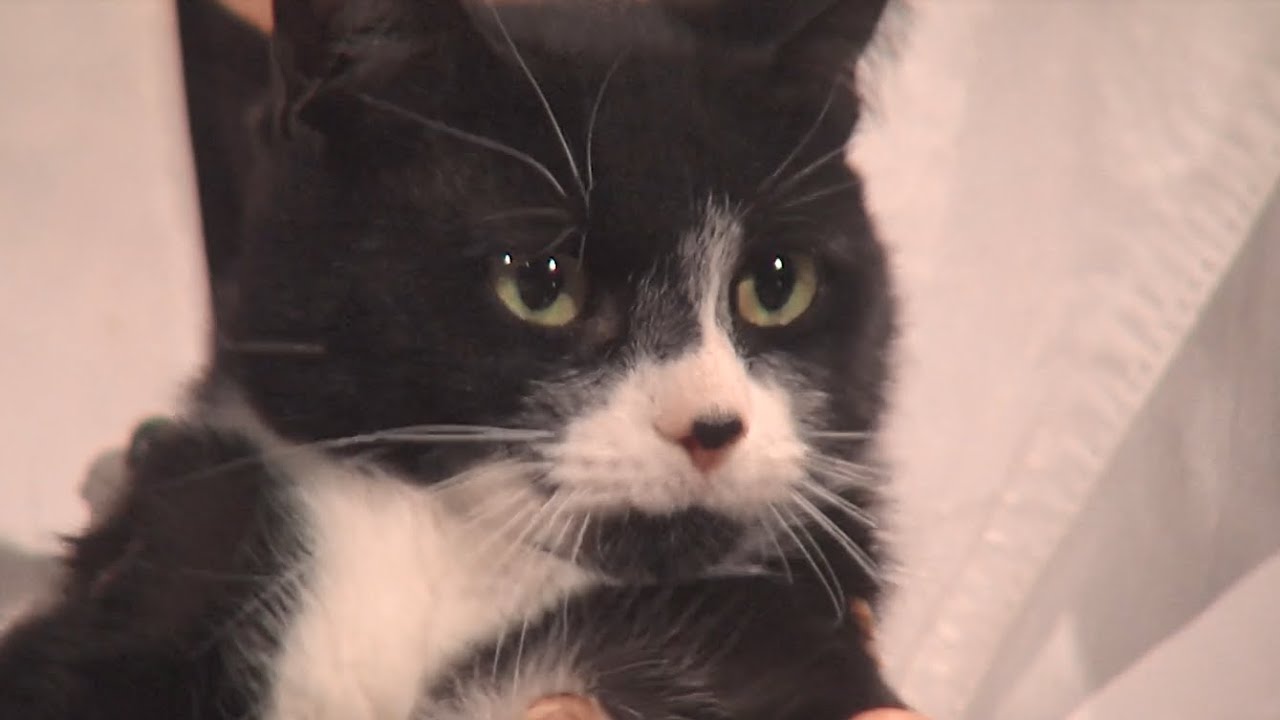 Dominique The Tinycat - YouTube