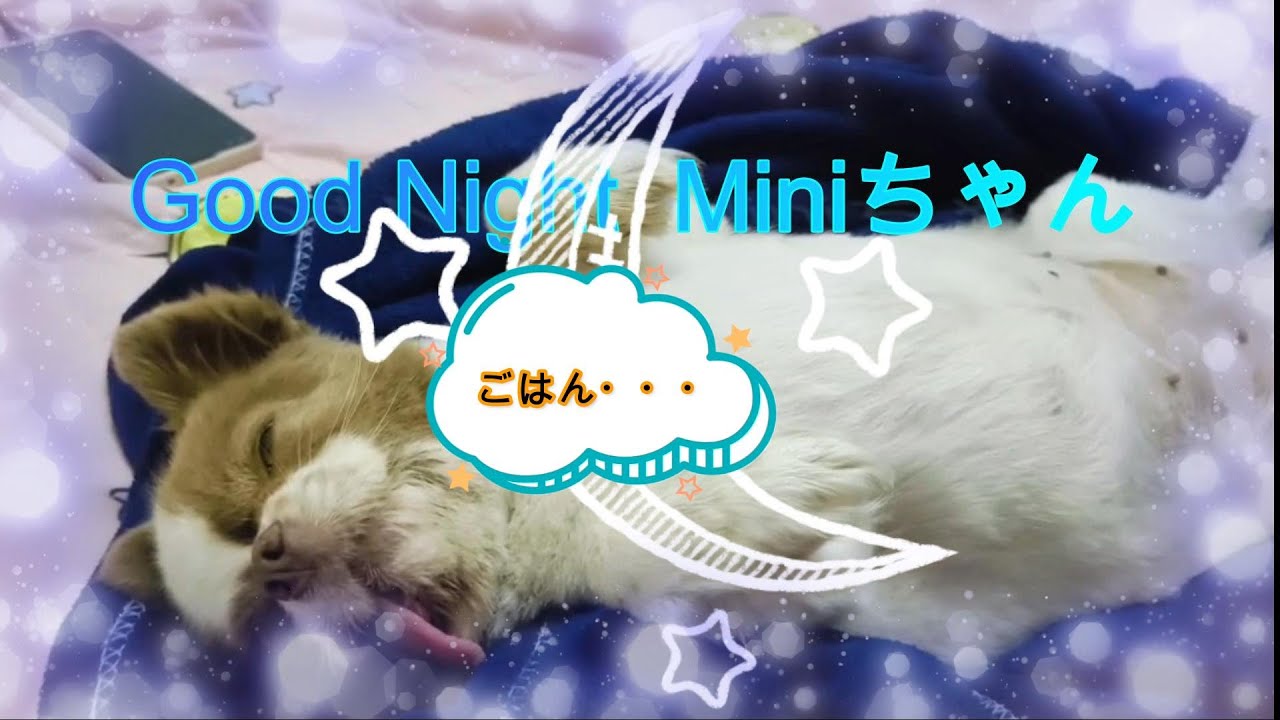Good Night Miniちゃん - YouTube