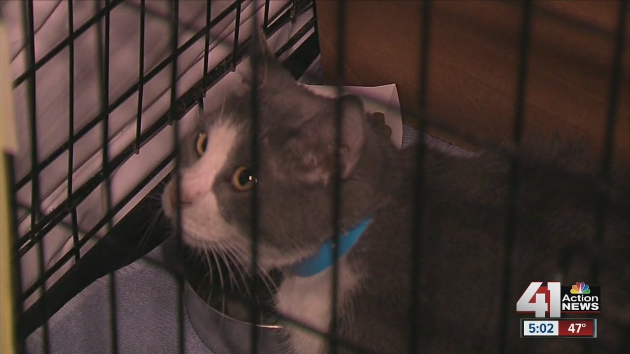 Cats overrun KCMO home - YouTube