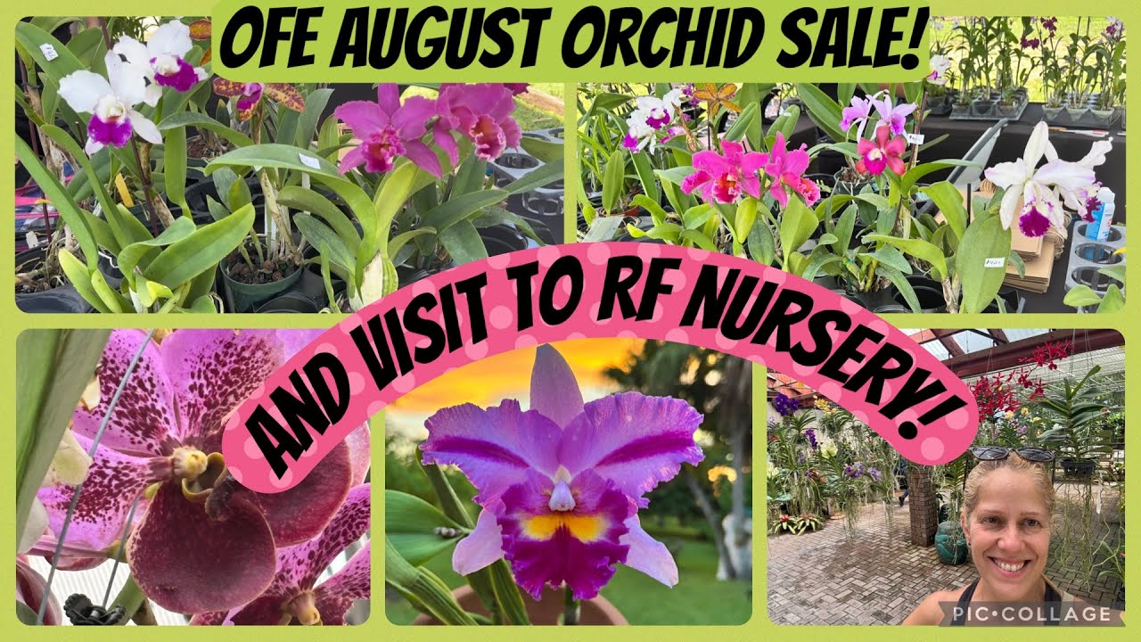 1 awesome orchid fair -PLUS a visit to RF orchids! Detailed tour of ...