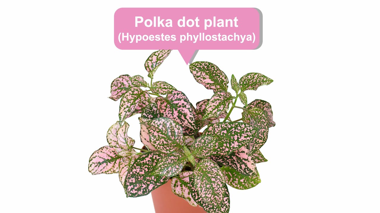 patience-polka-dot-plant-youtube
