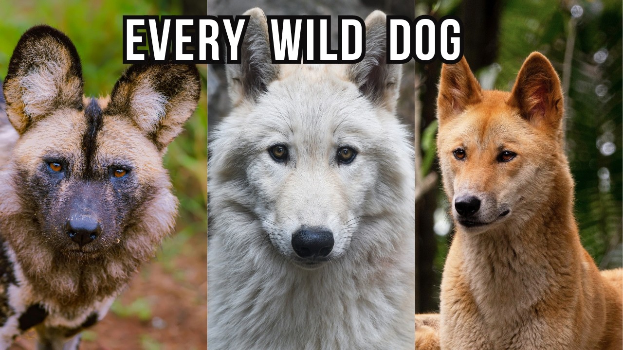 Every Wild Dog Species - Explained - YouTube