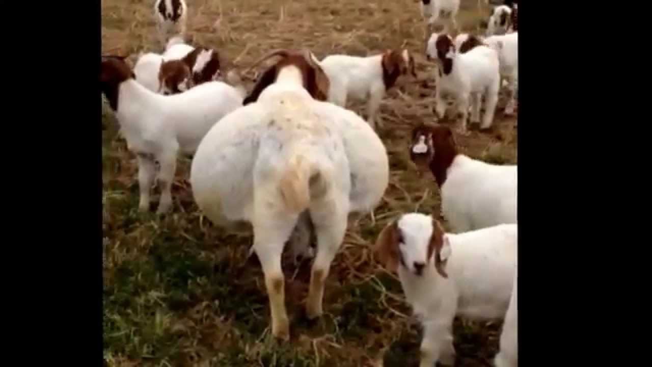 Small gift for Pacifica boer goat stud from uaebgc نادي مربي بورقوت ...
