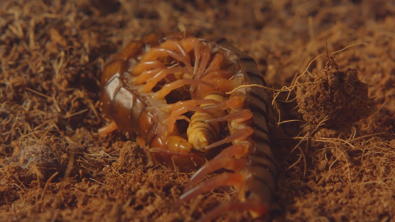 Feeding a giant centipede|Live Feeding Red Dragon Giant Centipede|Turn ...