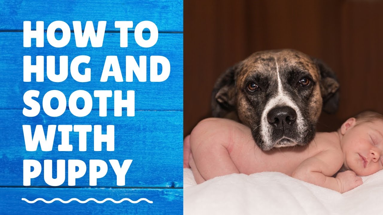 75 Amazing puppy hugs and dog love from different breeds Copy - YouTube