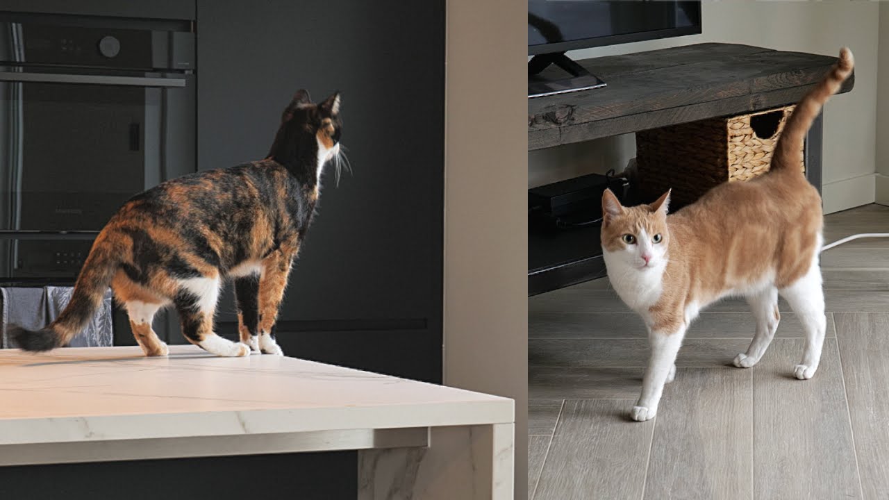 First Impressions! Our Cats Exploring Their New Home - YouTube