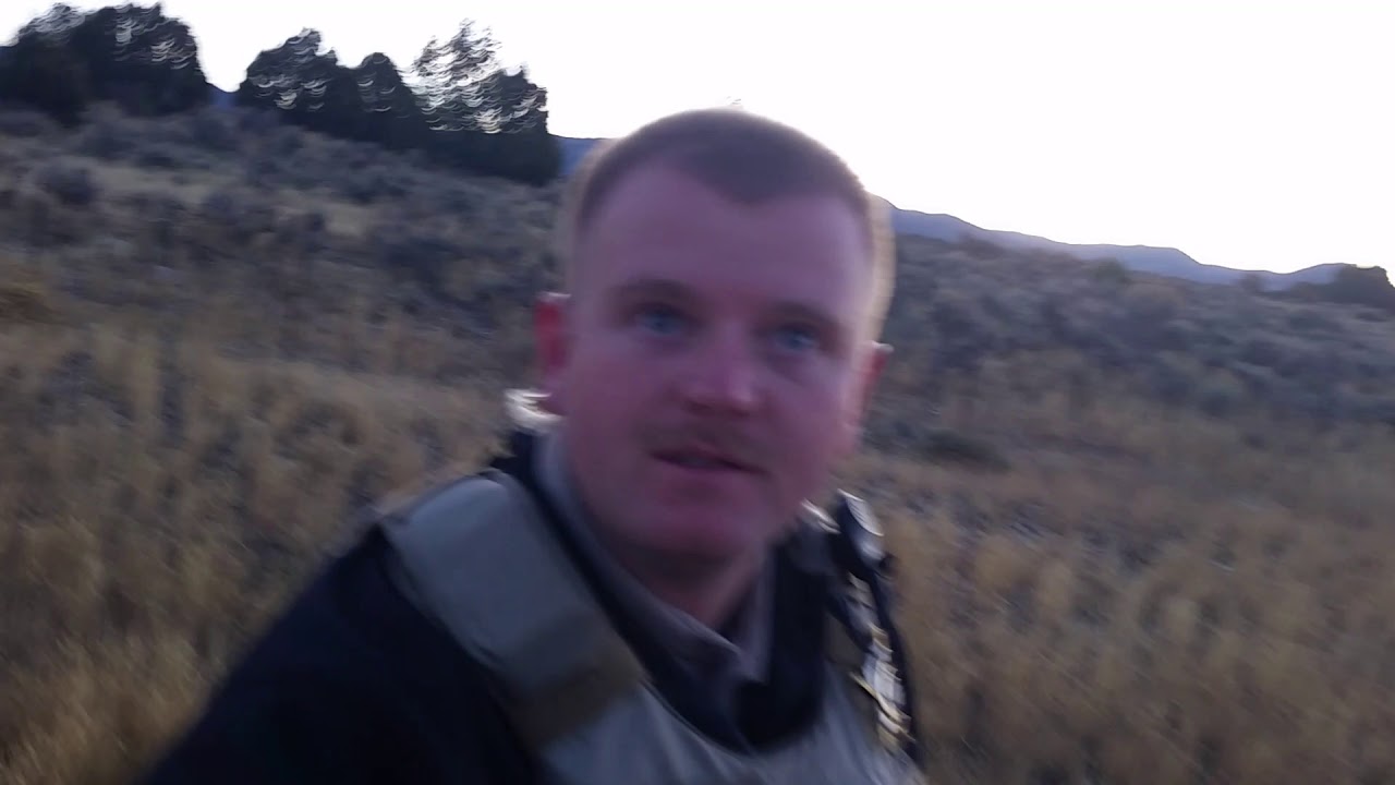 Juvenile Grizzly(?) killed on hyw 89 near Milburn Utah - YouTube