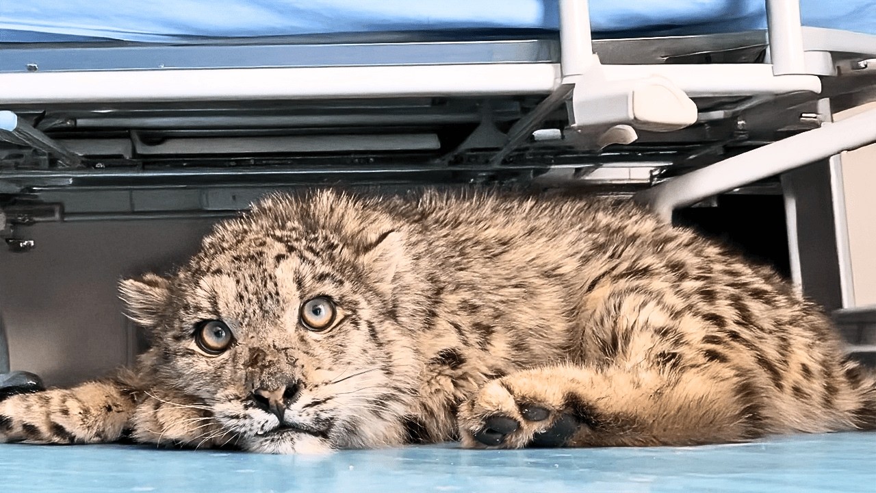 Rescued snow leopard "Ling Xiaomang" became best friends with Ling ...