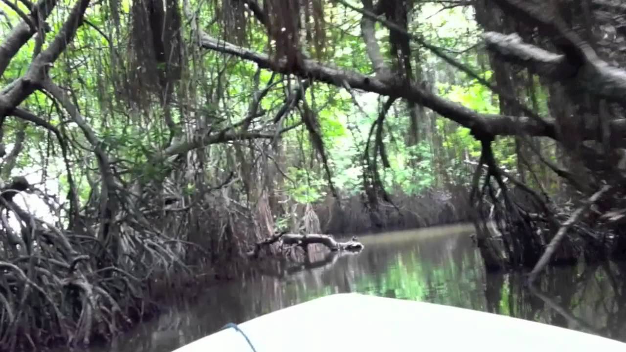 Bentota River Boat Ride - جولة في قارب في نهر بينتوتا - YouTube