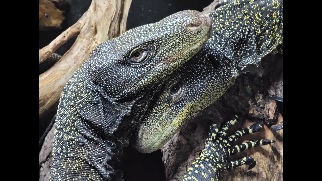 Breeding Croc Monitors indoors in captivity! - YouTube