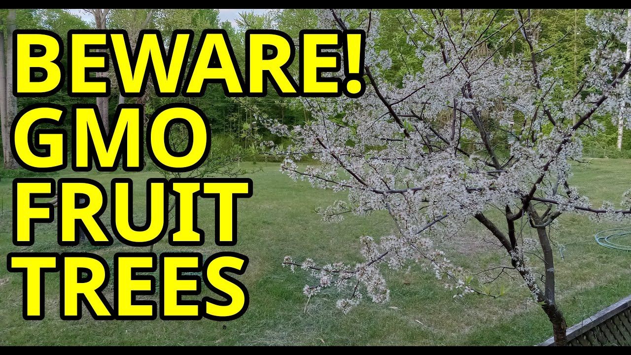 BEWARE of GMO FRUIT TREES! - YouTube