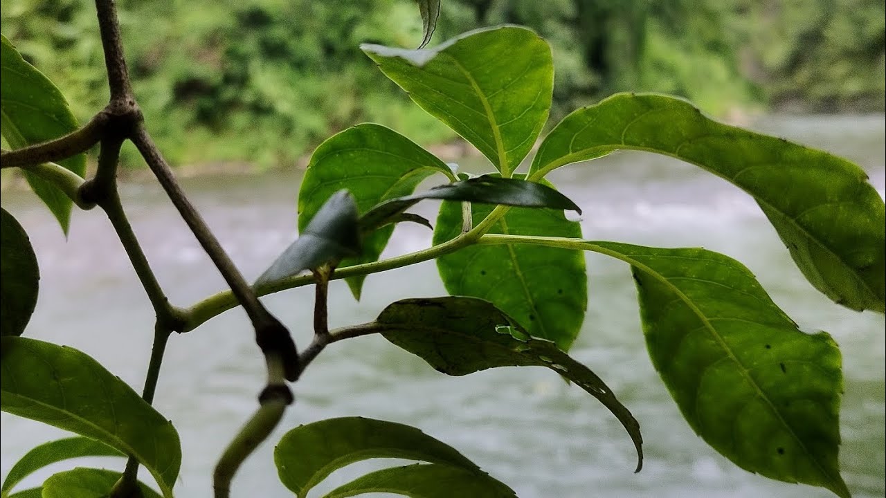 Fishing@Tizu river@Phek - YouTube